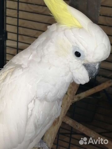 Какаду Петруша - ждёт самую любящую семью