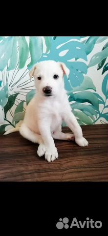 Пломбир в добрые руки