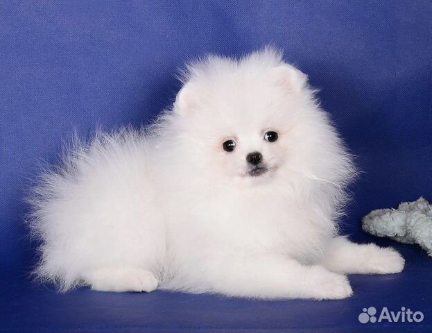 Продаются Щенки померанского шпица
