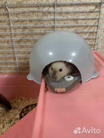 Крыса дамбо рекс с клеткой