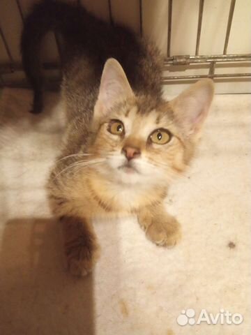 Девчушка ищет дом