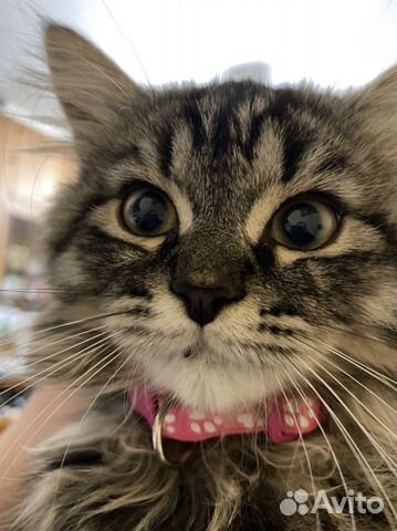 Котенок в добрые руки