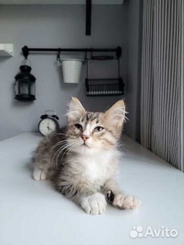 Котёнок Коржик ищет дом