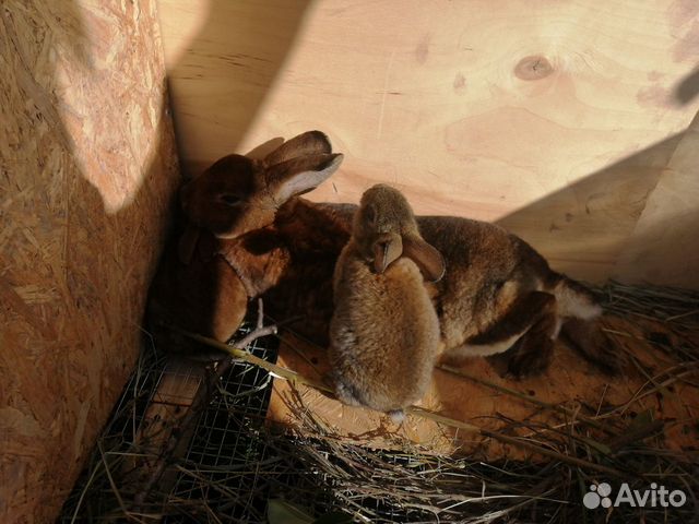 Кролики породы рекс