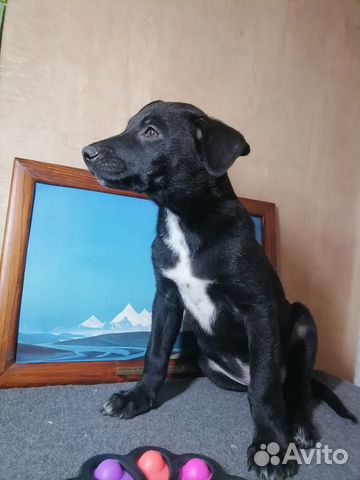 Отдам в добрые руки