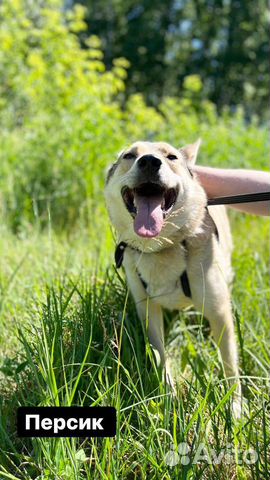 Сладкий пушистмк персик ищет дом