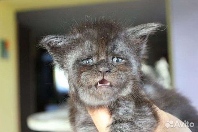 Добрый старик из улицы