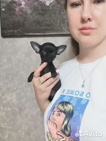 Мини брюнетка чихуахуа