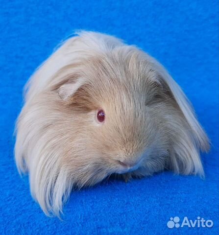 Морские свинки