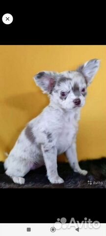 Щенки чихуахуа