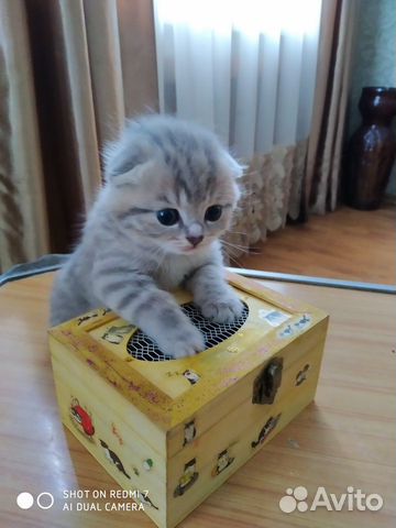 Шотландские вислоухие котята