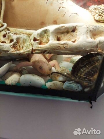 Тритон бесплатно