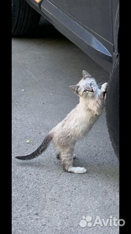 Котик бесплатно