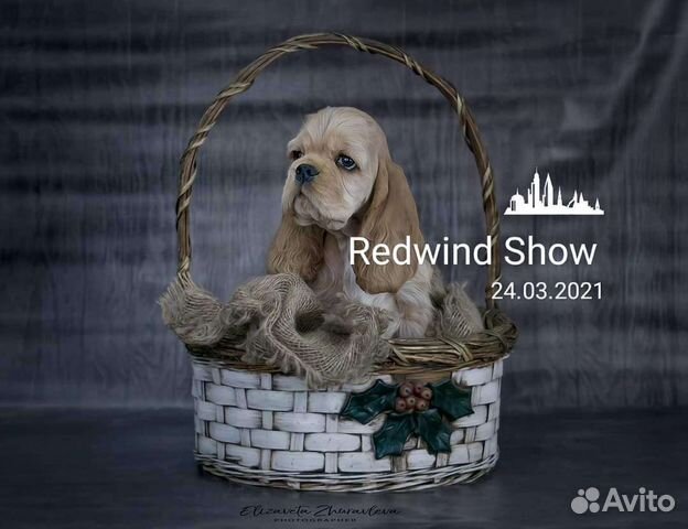 Американский кокер спаниель, щенки