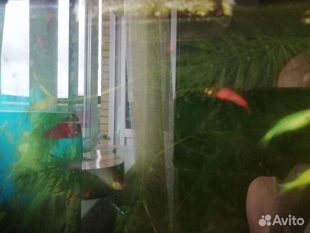 Рыбки аквариумные, аквариум