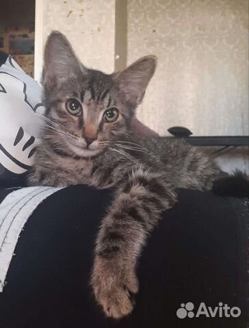 Котенок-мальчик в подарок