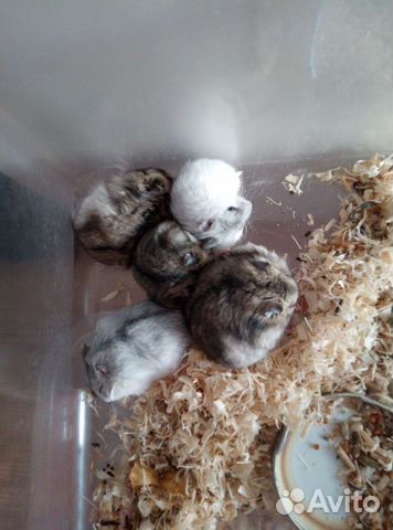 Джунгарский хомяк бесплатно