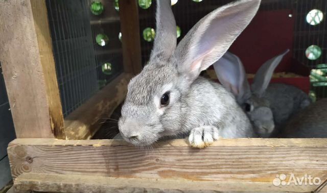 Кролики серый великан