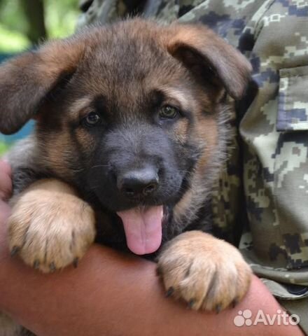 Крепкие щенки от служебных немецких овчарок