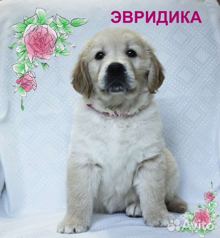 Перспективный щенок (сука) золотистого ретривера