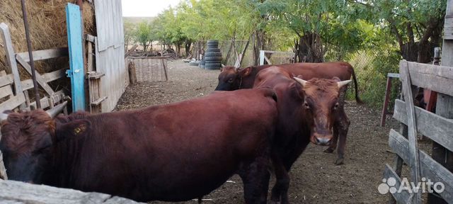 Бычки и быки на мясо