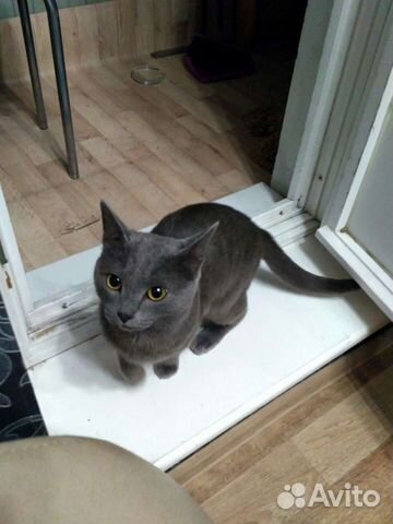Найден кот