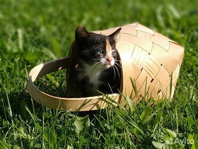 Ириска. Котята в дар