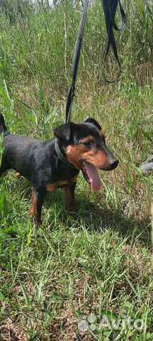 Немецкий ягдтерьер