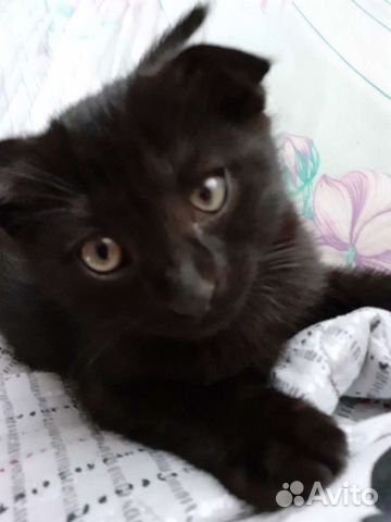 Котик 2 месяца,вислоухий, игривый,смышленный