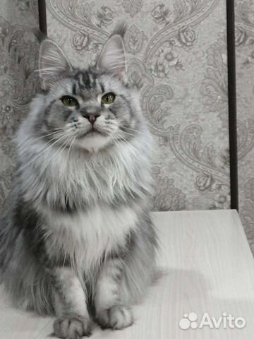 Шикарные ласкуши