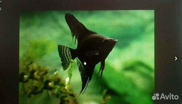 Рыбки скалярии