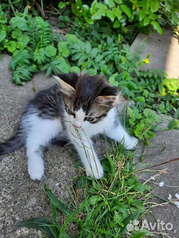 Отдам котика 2.5мес