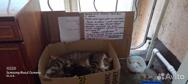 Котята ищут дом