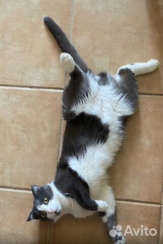 Продается кот кострированный