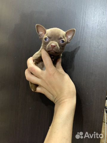 Чихуахуа мини Альфа-самец