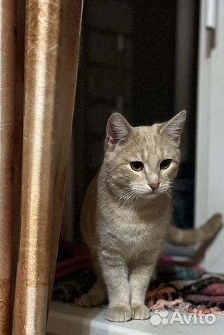 Котейка ищет дом