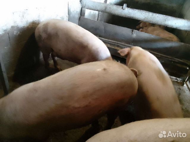 Поросенок ландрас