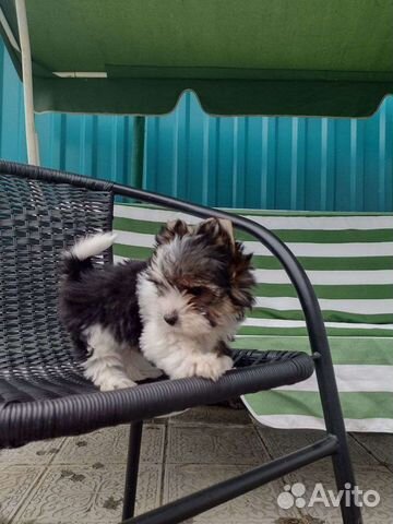 Биверята девочки и мальчики