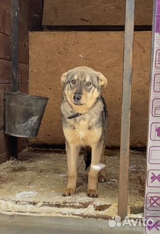 Лапочка Томми ищет дом