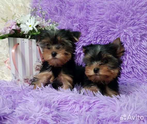 Девчульки йорка