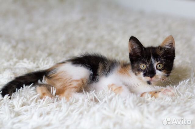 Трехшерстный котенок