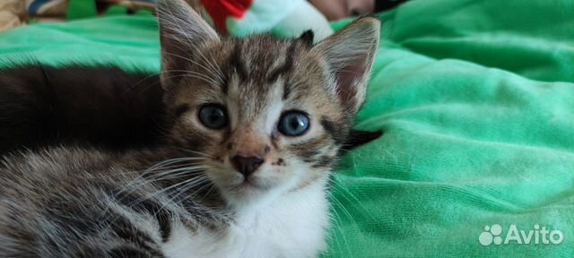 Котенок