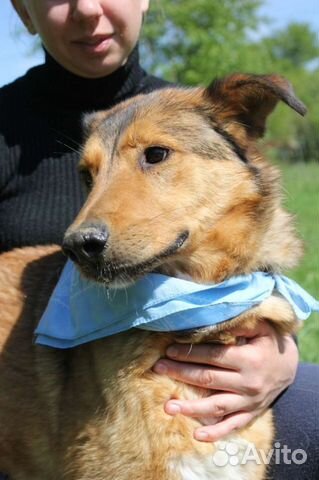 Чудесный Лобзик мечтает стать домашним