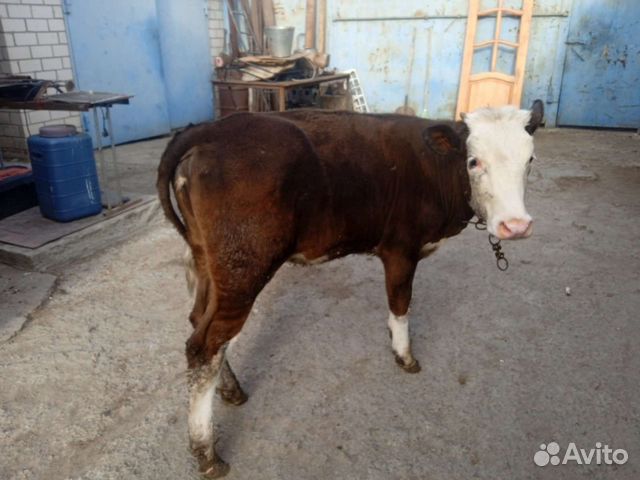 Телка 7 месяцев