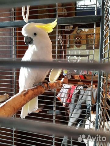 Попугай какаду