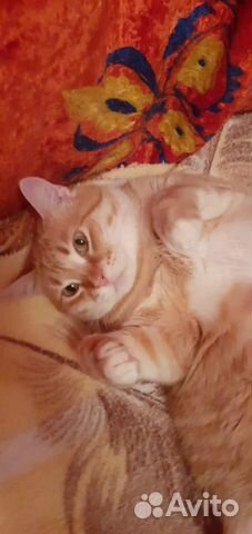 Кошка рыжая в добрые руки