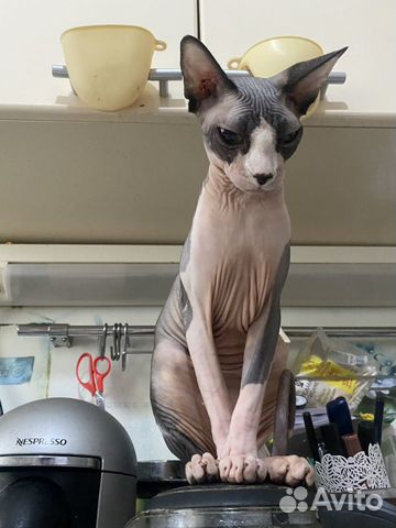 Канадский сфинкс 2 года