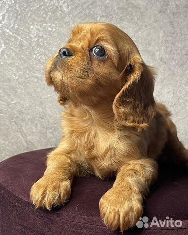 Кавалер кинг чарльз спаниель