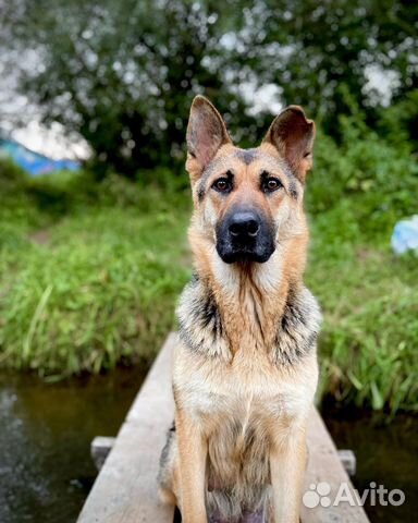 Щенята от немецкой овчарки и лайки