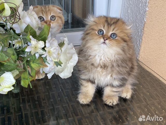 Шотландская вислоухая золотая котята ny22